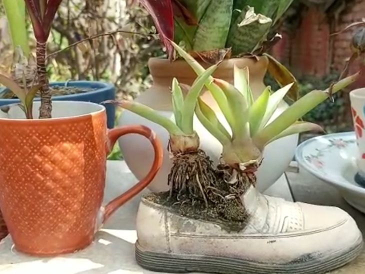 Plants grown in every useless thing, 3 acres area has been kept full of ...