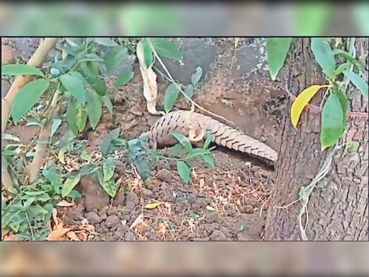 Recently rare wildlife pangolin found in the populated area was ...