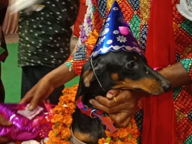 The woman had adopted two dogs, Malo and Steffi, a year ago | प्रयागराज ...