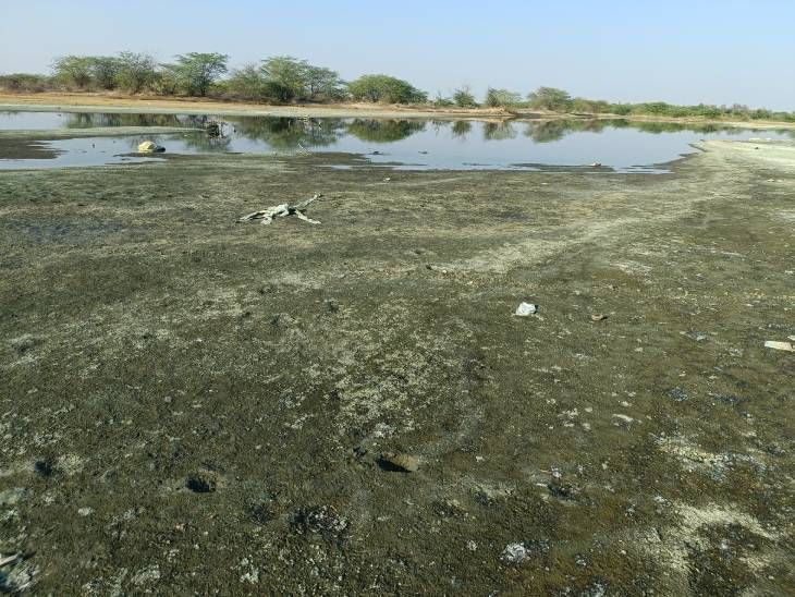 Due to the chemical water of Pali's factories, the fields of the ...