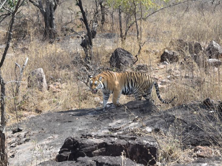 P-141 (12) tranquilized in Chandranagar range, left Madhav National ...