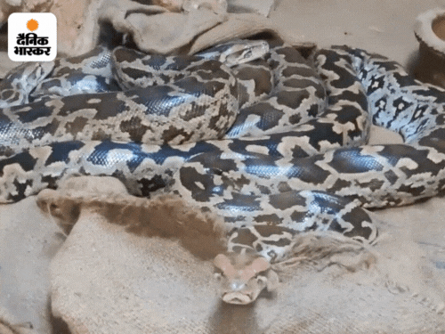 Snakes like python, cobra wake up from sleep as heat increases, reptile ...
