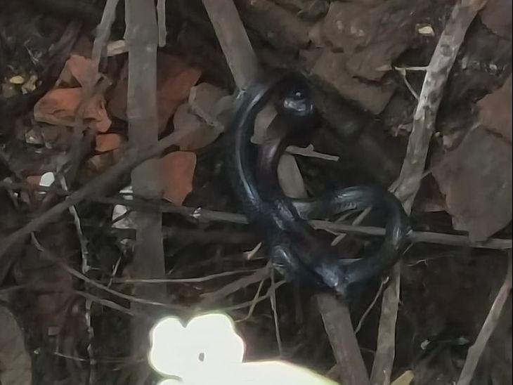 Cobra pulled out from 35 feet deep well, left in the forest | 4 फीट के ...
