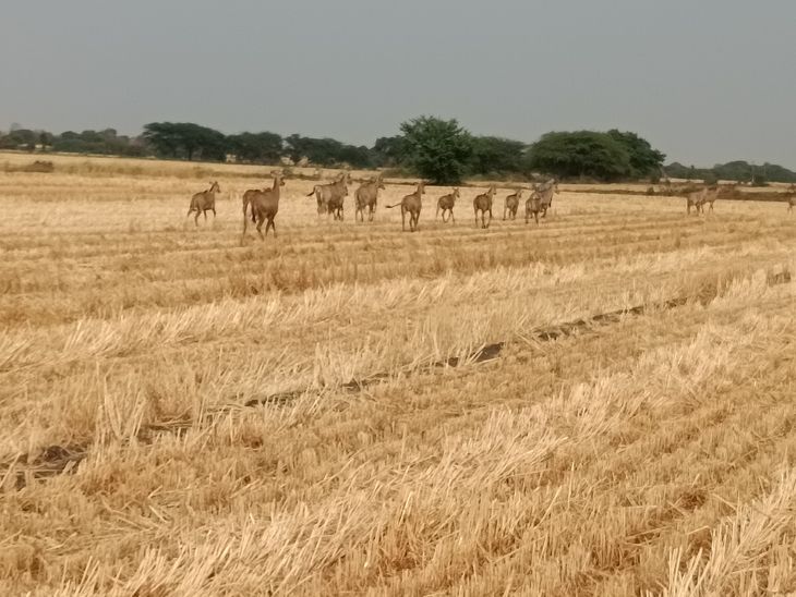 Food giver said - crop getting destroyed in front of the eyes, no help ...