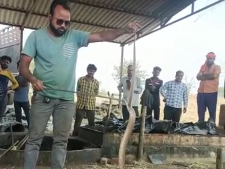 Sarpamitra rescues 5 feet long snake, leaves it in a safe forest | गुड ...
