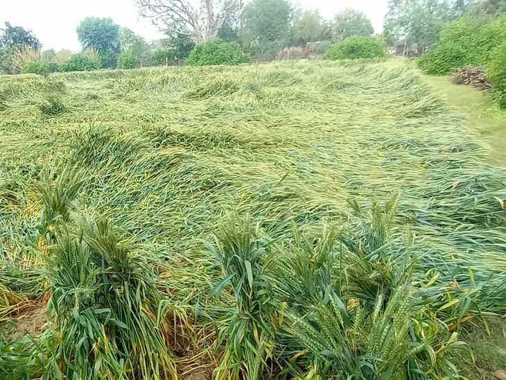 Crops ruined in the fields, water filled in low-lying areas