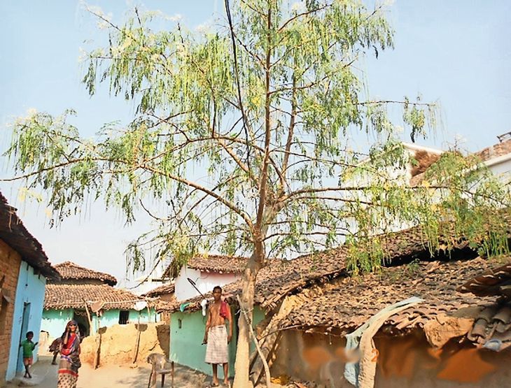 Seeing the benefits of munga fruit, the villagers have planted one tree ...