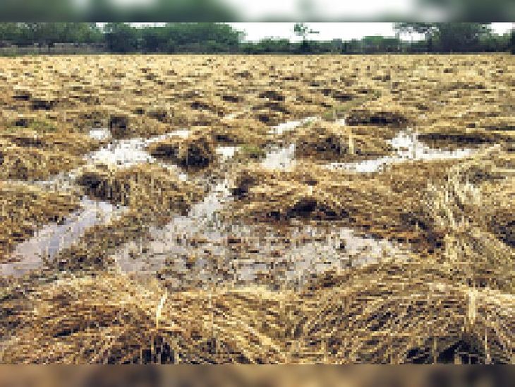 Due to rain and hailstorm, crisis on the crops sown in 1 lakh hectare ...