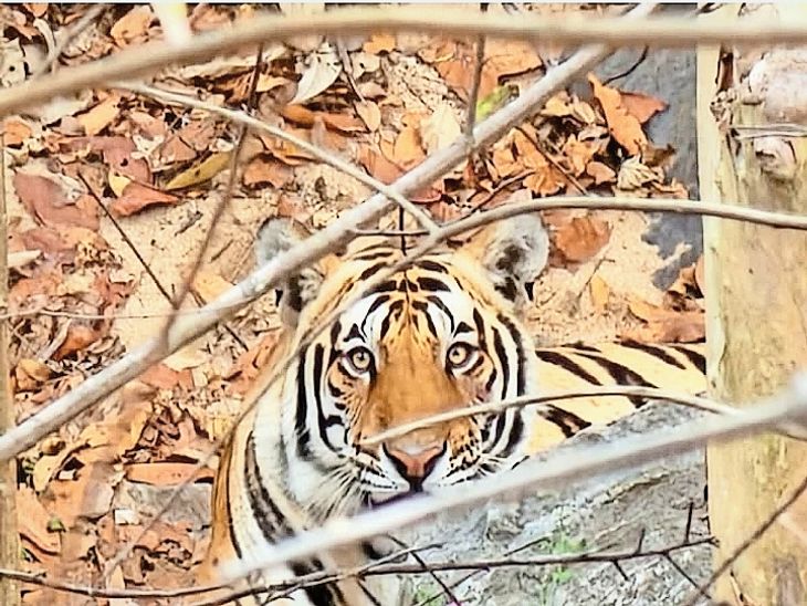 Tiger monitoring with 40 cameras and 30 trackers | पलामू टाइगर रिजर्व ...