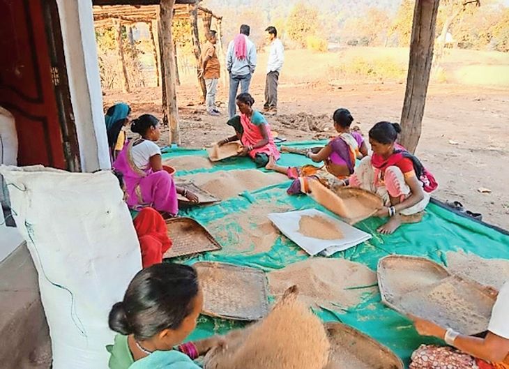 Kabirdham will become the millet hub of the state, most Kodo and Kutki ...