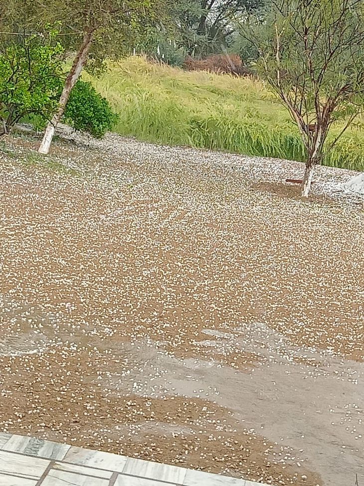 Damage to crops due to hailstorm in Lunkaransar, it is difficult to ...
