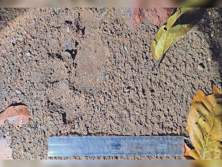 Tiger seen in Nagnaha area of Bhandaria, unnecessary entry into the ...