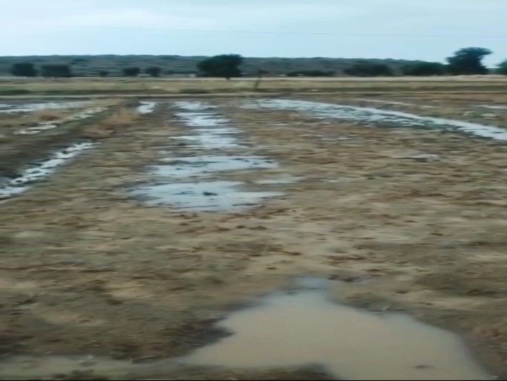 Unseasonal rains caused 90% destruction of Esb in Nachna canal area ...