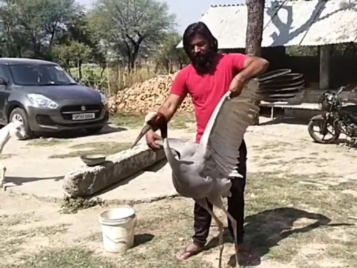 SDO sent notice, on March 21 the stork was sent to Samaspur bird Bihar