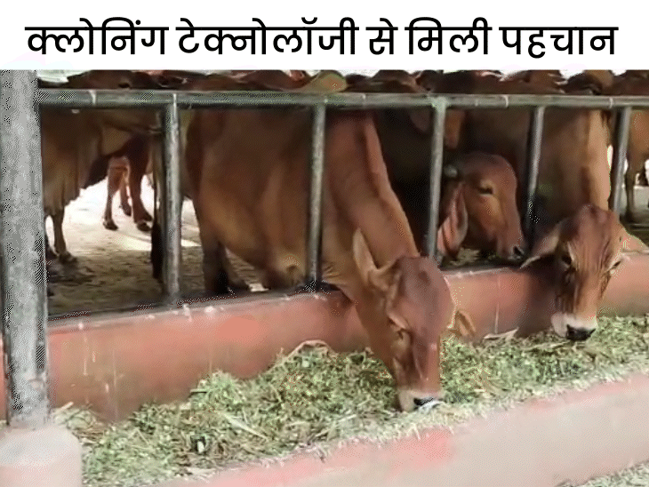 Karnal News, NDRI will now sell semen of animals, the central ...