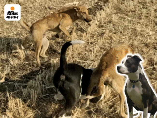 Madhya Pradesh Pitbull Dog Attack Video Footage; Who Is Sachin Solanki ...