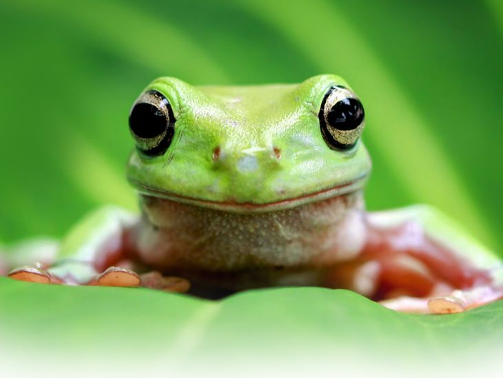 If frogs do not survive then we will also not survive, more than 170 ...