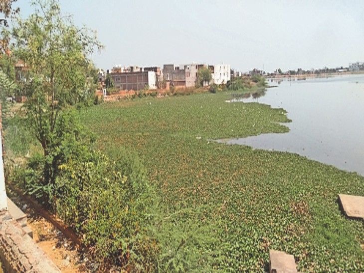 Bead harvesting machine could not clean 20% water hyacinth in 3 months ...
