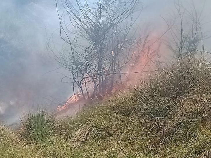 Forest wealth burnt to ashes, fear of setting fire to erase marks of ...