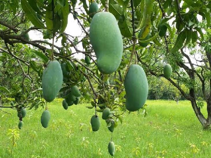 Rewa Sundarja Mango GI Tag | Rewa Mango Variety And Species | रीवा के ...