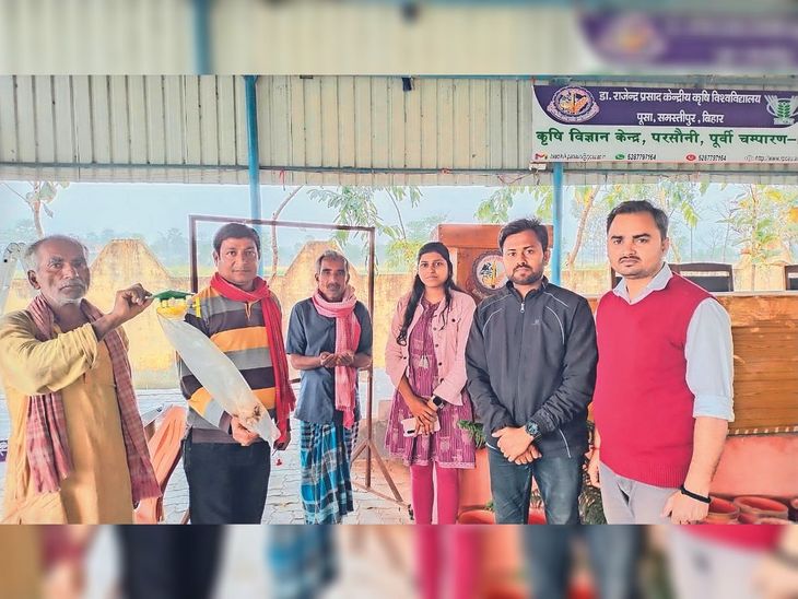 Trap should be installed in pigeon pea crop to protect it from pod ...