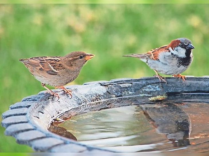 In view of the rising heat, under Selfie with Parinda Mahabhiyan, birds ...