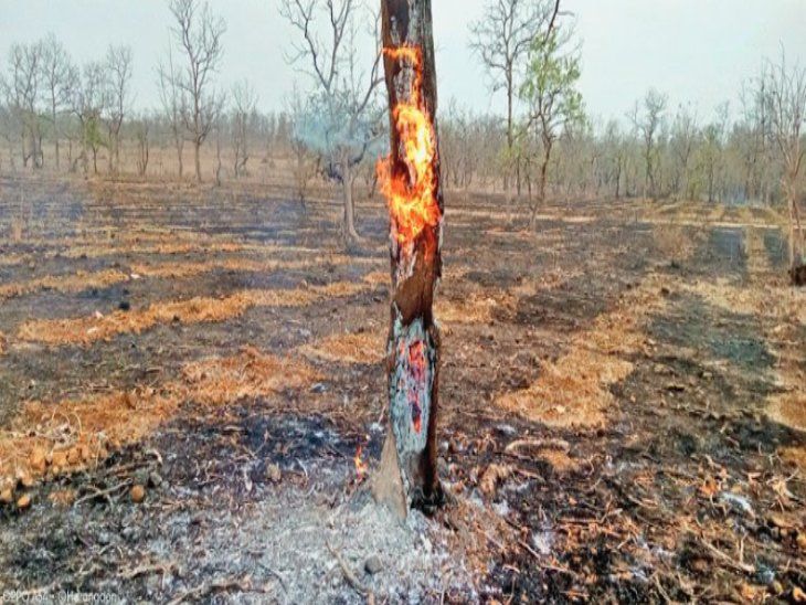 Fire broke out in the plantation of Forest Department, many trees and ...