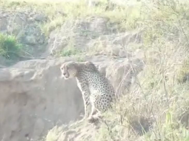 Kuno did not return even on the fourth day, movement in the forest near ...