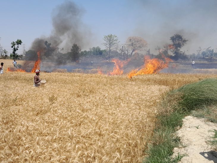 40 bighas of wheat burnt to ashes, farmers demanded compensation for ...