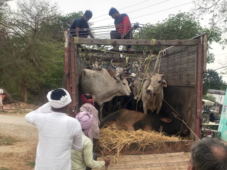 Police caught animal smuggler absconding from the spot, managed to ...