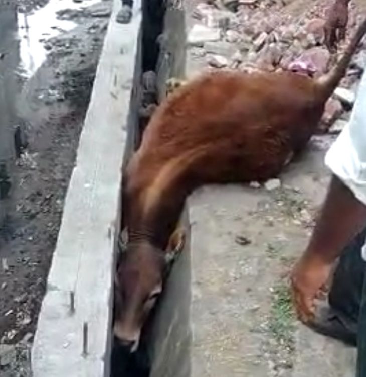 Due to the negligence of the corporation officials, the cow got stuck ...