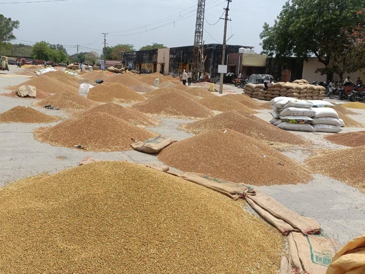 The mandi complex is full of grains, 10 to 12 thousand wheat is ...