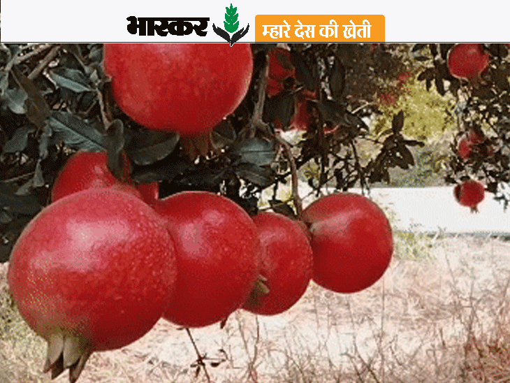 Pomegranate Farming Process; Rajasthan Lakhpati Farmer Success Story ...
