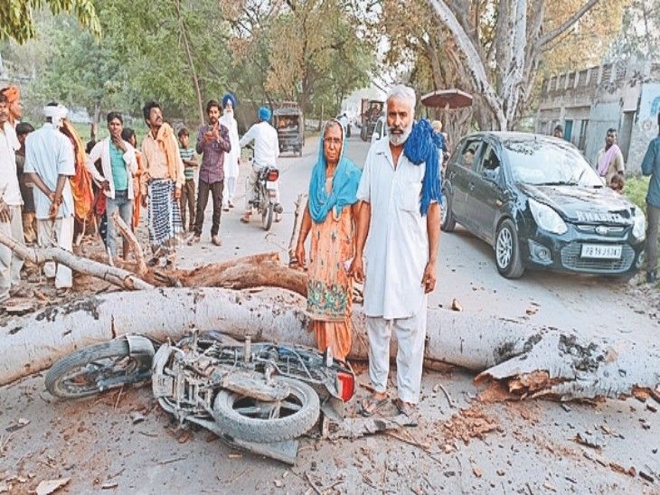 Peepal tree fell near Dhilwan tehsil, bike rider couple came down ...