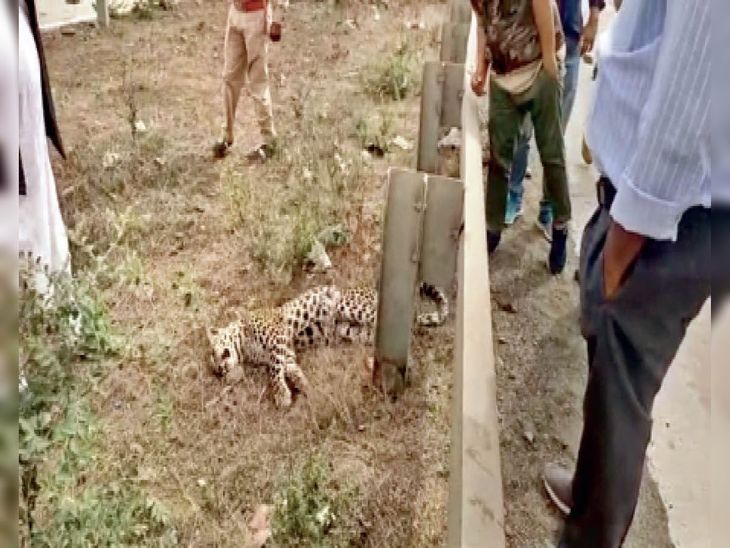 Death of leopard cub due to collision of unknown vehicle, forest staff ...