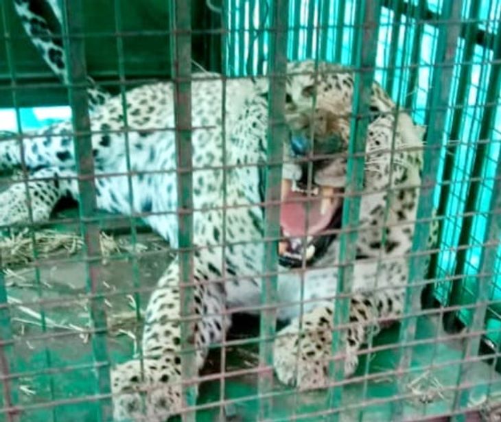 Udaipur Leopard Who Killed Old Man Caught In Cage; VIDEO | Udaipur News | घटना के बाद वन विभाग ...