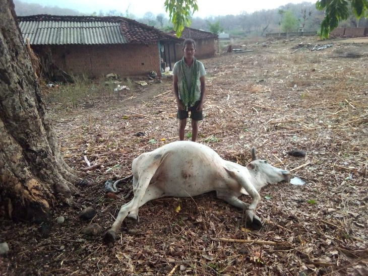 bull died due to lightning | आंधी के साथ चमकी बिजली: आकाशीय बिजली गिरने ...