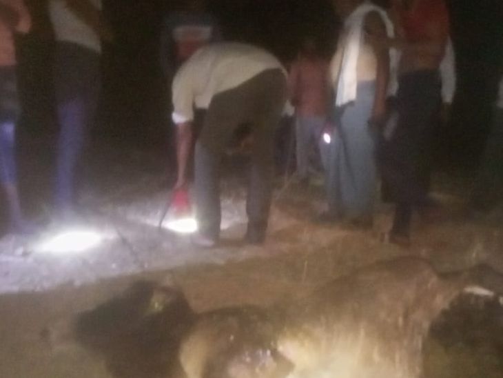 Leopard hunted two bulls tied in farmer's field: Cheetah is also ...