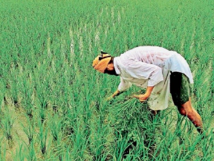 Register till 24 for summer moong, dhencha and seeds | किसानों की ...