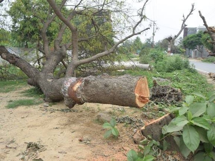 Forest department officers are sleeping, continuous felling of teak ...