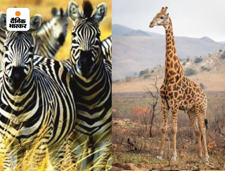 MP Bhopal Van Vihar Master Layout Plan; Giraffe Zebra Project | भोपाल ...