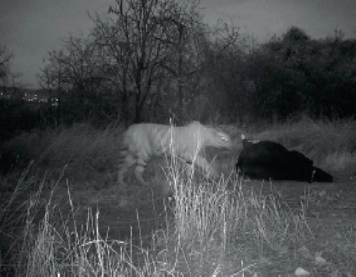 Tiger hunts cow again near Motherbull Farm, captured in night vision ...
