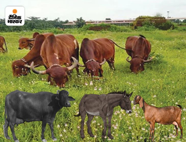 Cattle population decreasing in MP, number of sheep, goat, buffalo ...