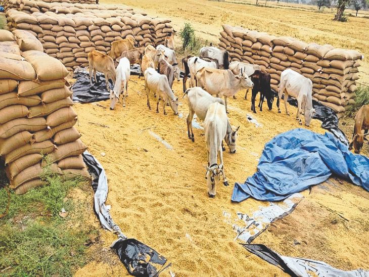 61 thousand tonnes of wheat kept in the open, unable to keep it inside ...