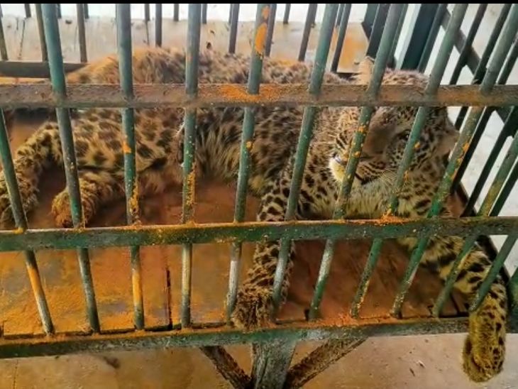 Septicemia infection increased in 8-month-old leopard, doctors could ...