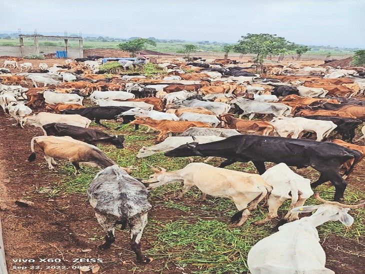 More than 1500 milch cows died due to lumpy in the district, under the ...