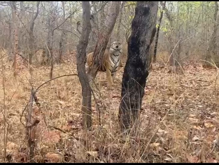 Chhota Bheem caught on camera while making territory in the jungle ...