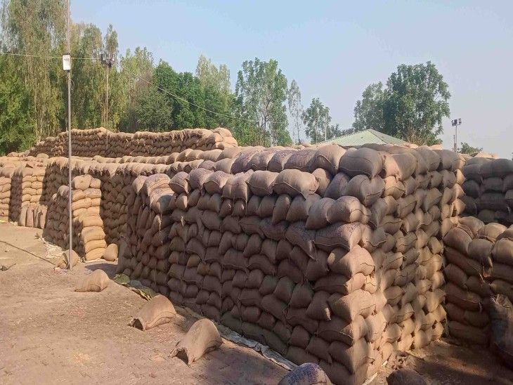 Farmers and jobbers worried due to lifting in Bakapur, Sahiba and Sadoa ...