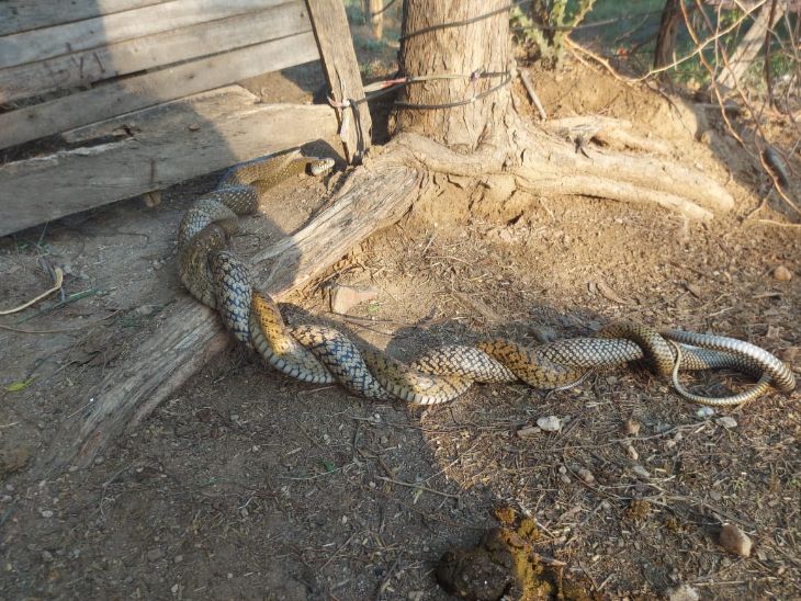 Snakes were 12 feet long, villagers kept watching for 3 hours | खेत में ...