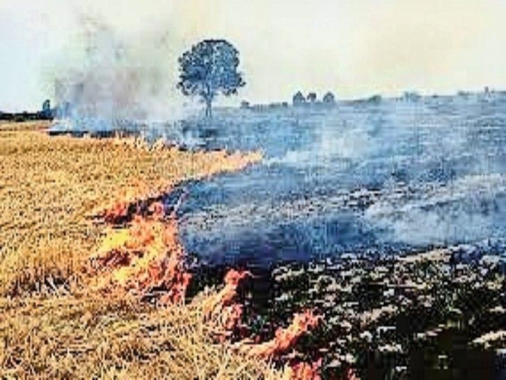 Hurry to plant second crop...incidents of pulse burning in 892 places in one day | पीपीसीबी की ...
